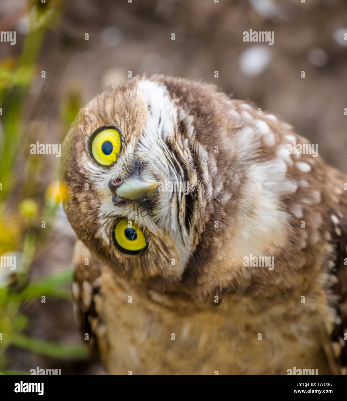 Burrowing Owls (Athene cunicularia) in Cape Coral Florida Stock Photo ...