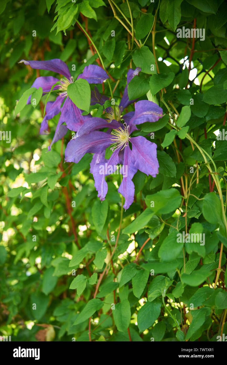 Flowering Clematis (x Jackmanni), growing on trellis in an English ...