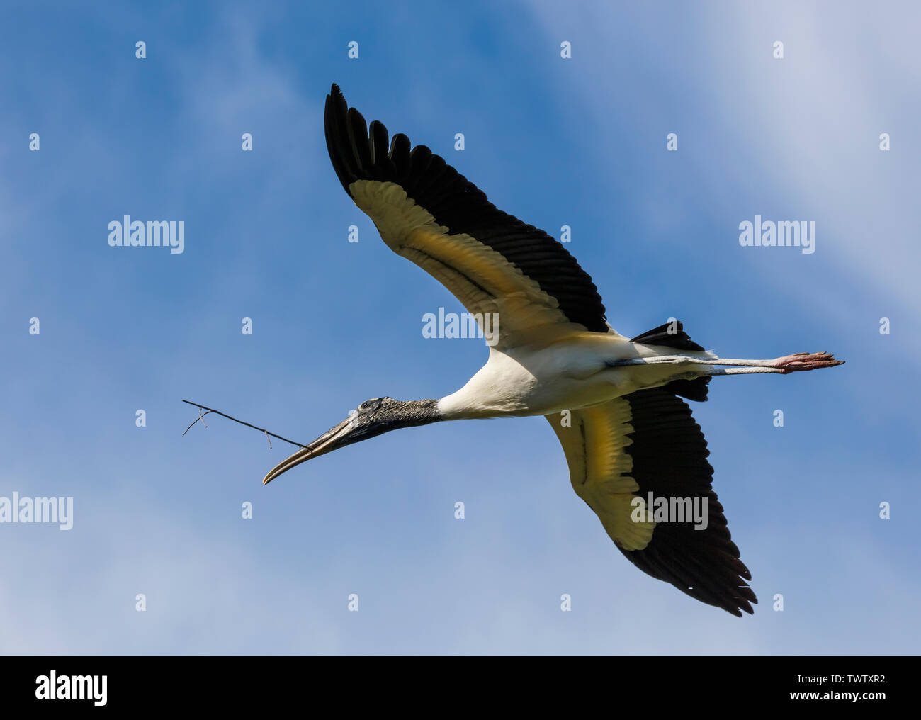 An American Woodstork flying overhead carry twig nesting material Stock ...