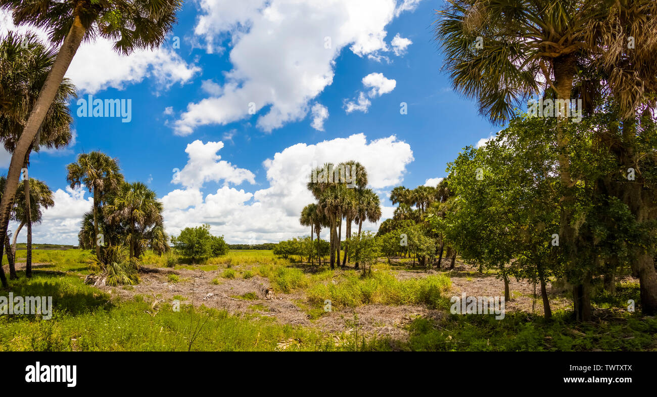 Myakka River State Park in Sarasota Florida in the United States Stock ...