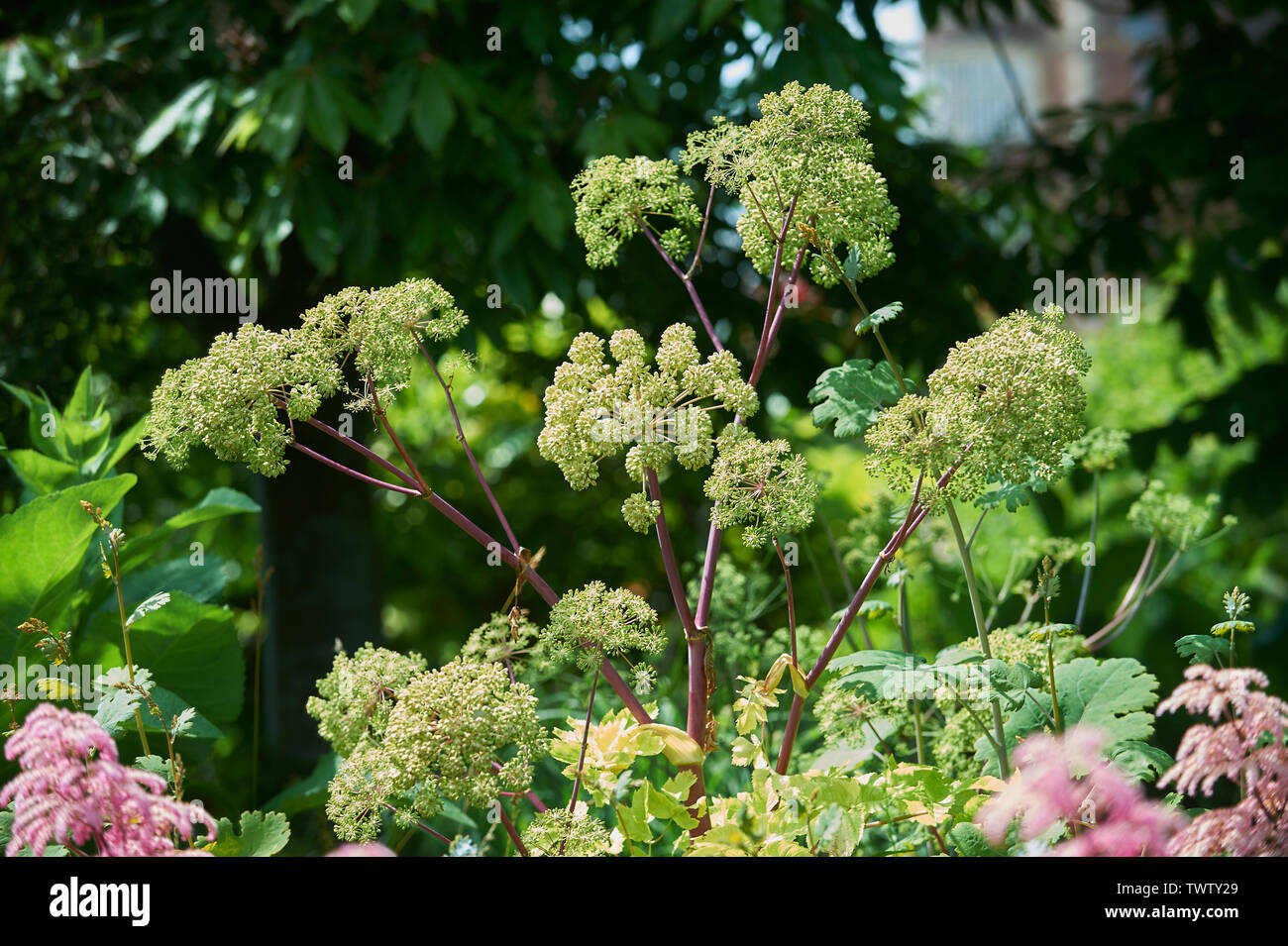 Garden Angelica (Angelica archangelica) (Angelica officinalis ...