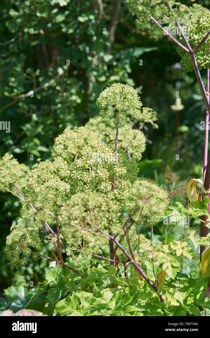 Garden Angelica (Angelica archangelica) (Angelica officinalis ...