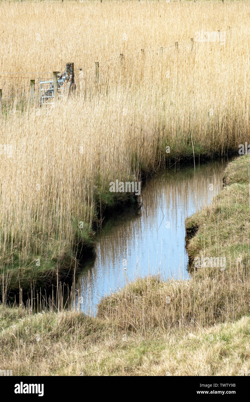 Reeds, Marsh and Beach, Sgarasta, Harris, Hebrides, Scotland, UK Stock ...