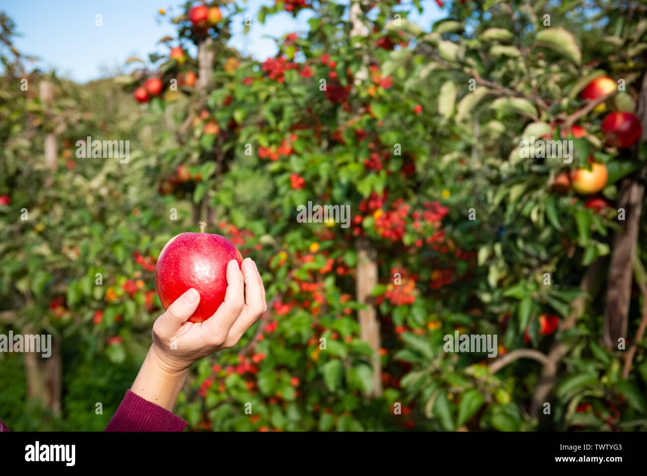 Female temptation hi-res stock photography and images - Alamy