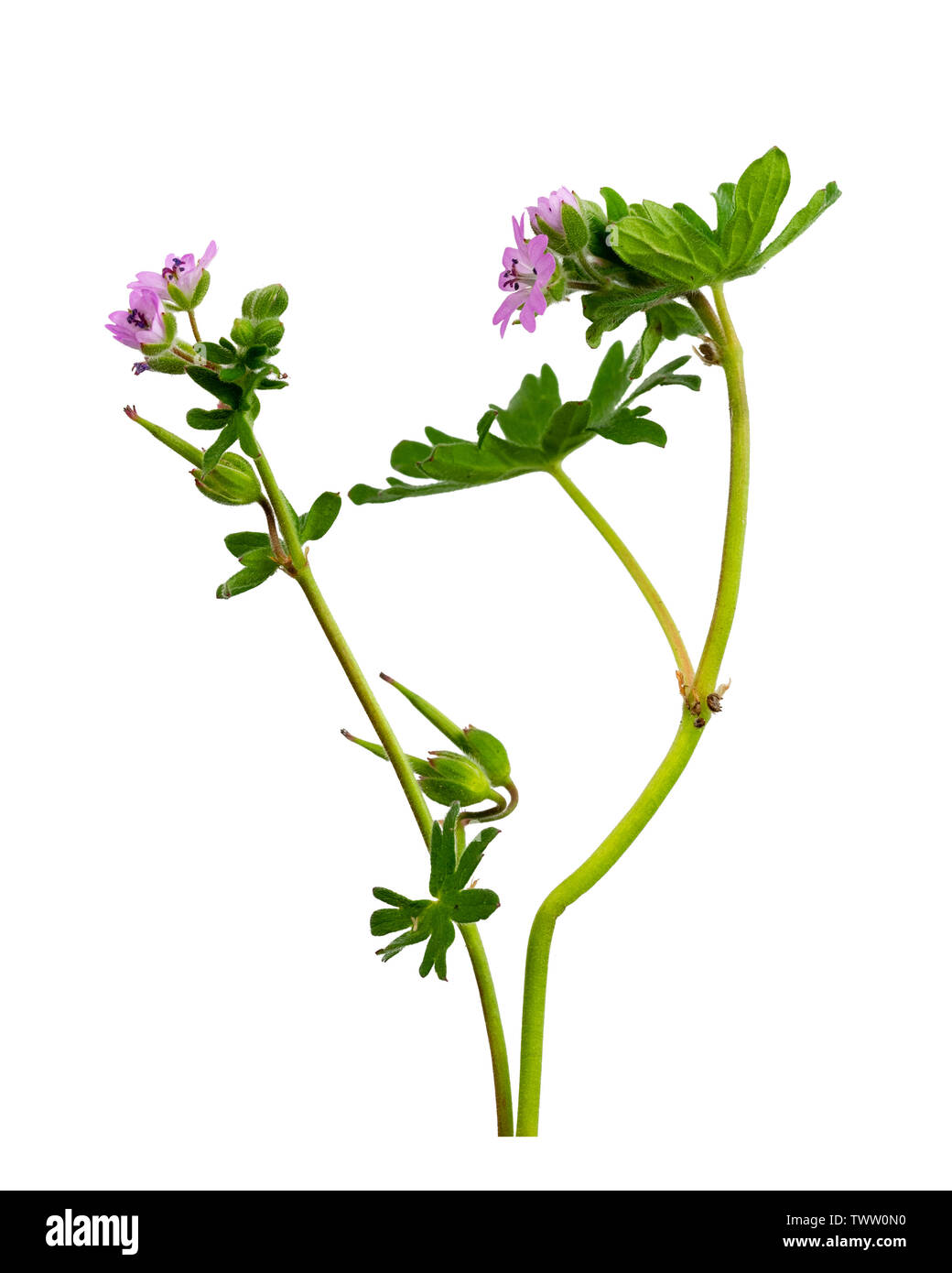 Flowers of the Dove's-foot cranesbill, Geranium molle, an annual garden ...