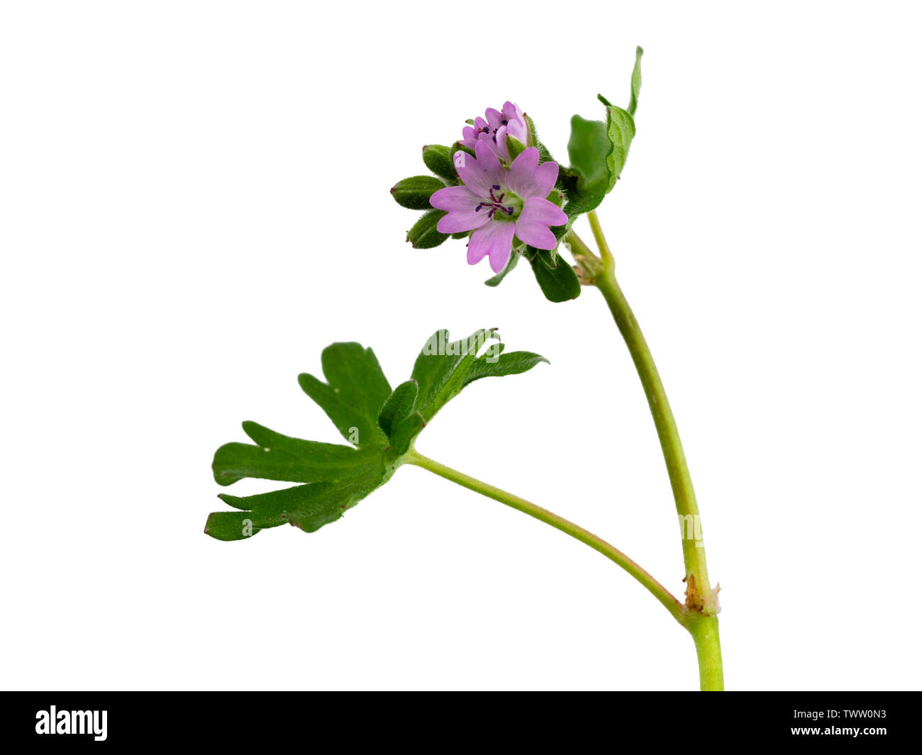 Flowers of the Dove's-foot cranesbill, Geranium molle, an annual garden ...