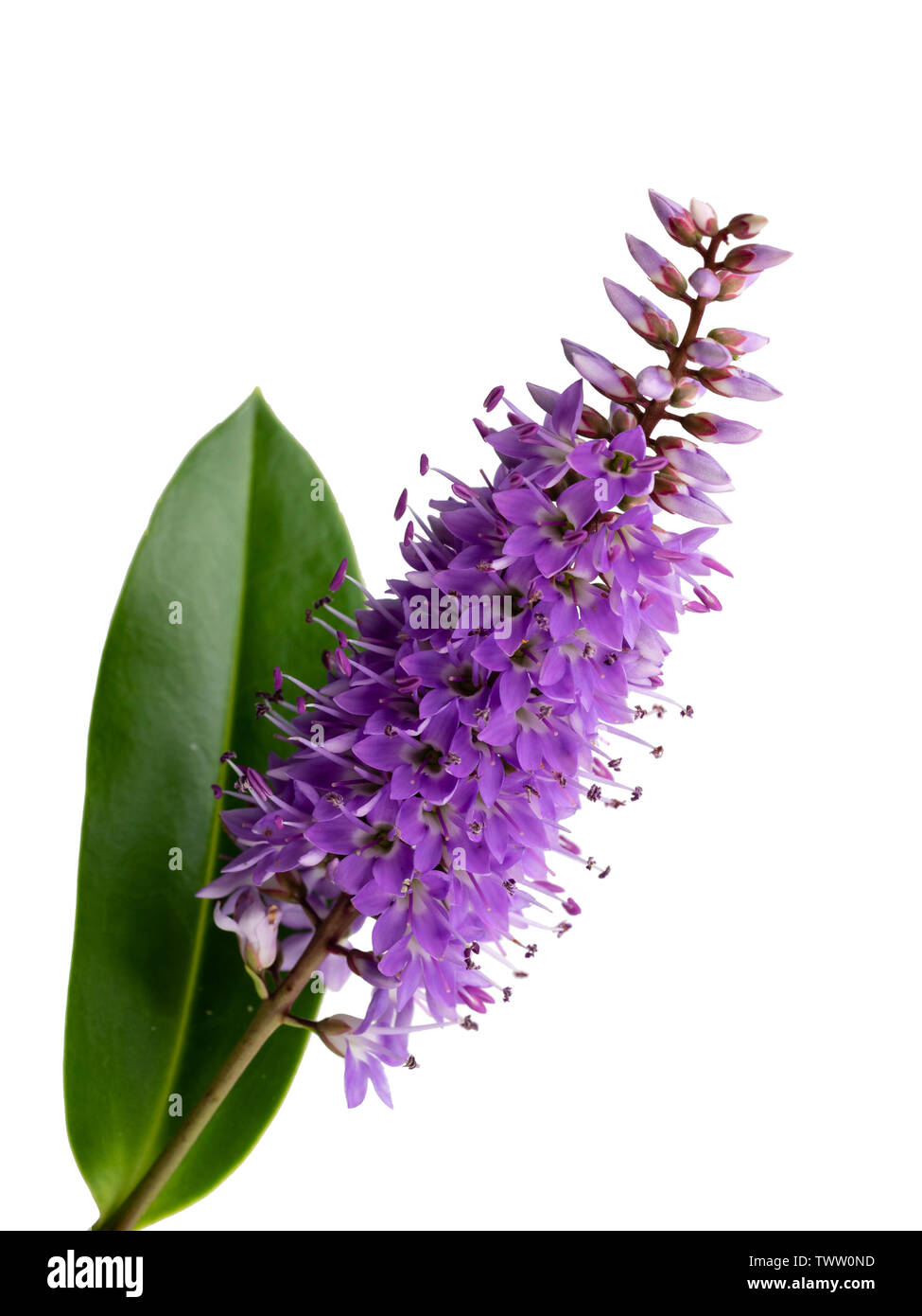 Hebe Flower
