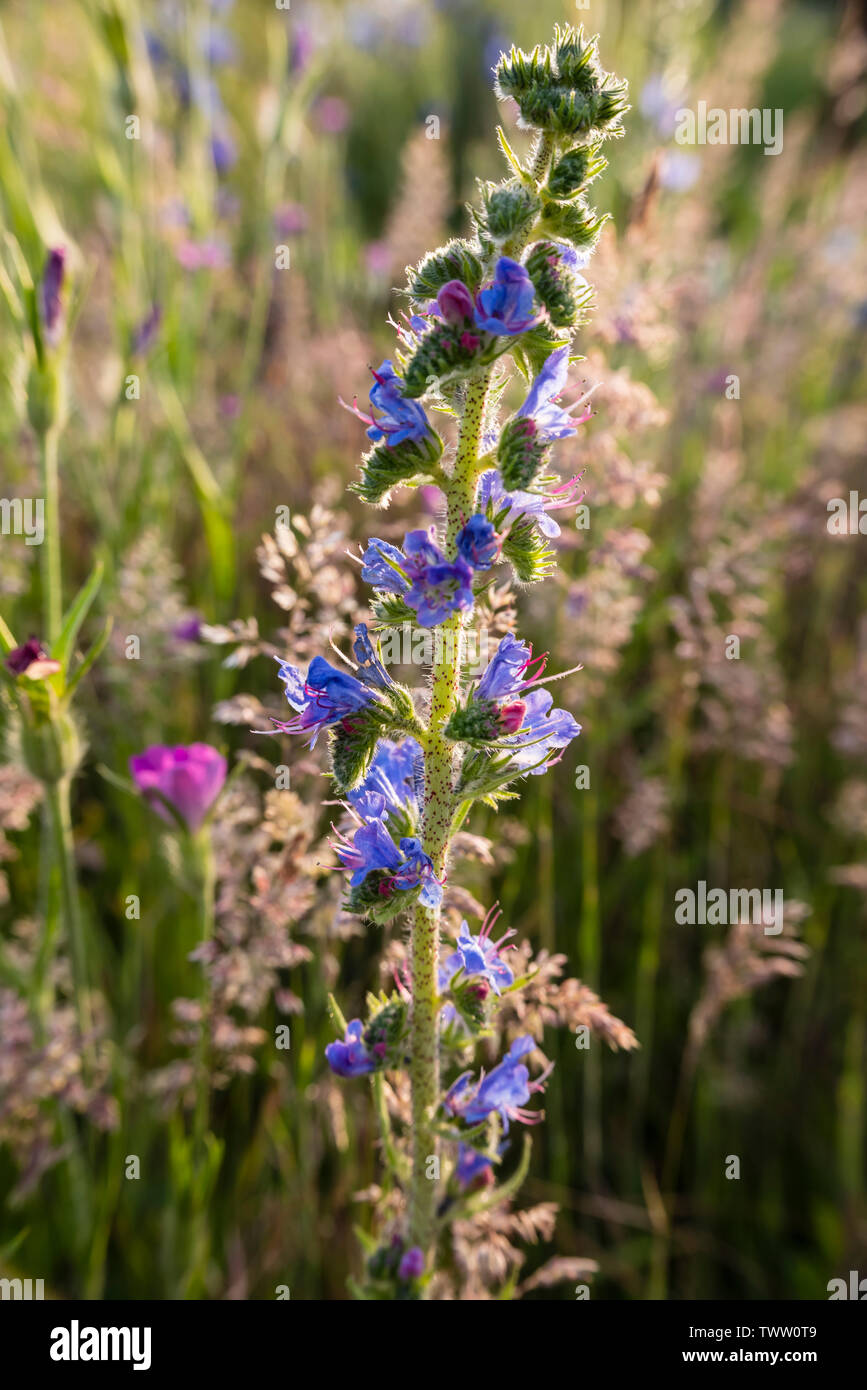 Viper's Bugloss (Echium vulgare) culinary herb plant in a flower meadow ...