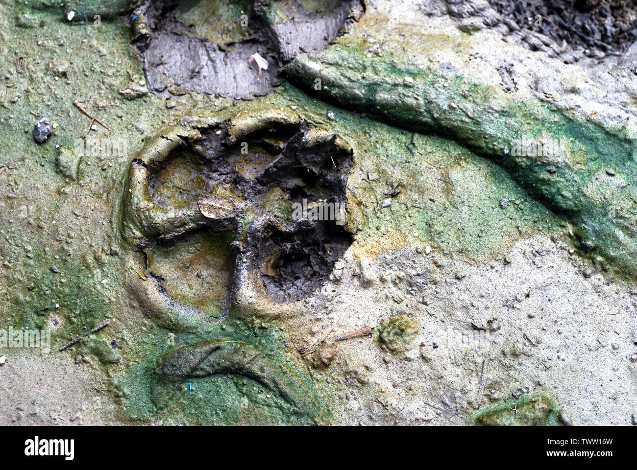 The dog's footsteps stepped into the mud until forming a footprint of ...