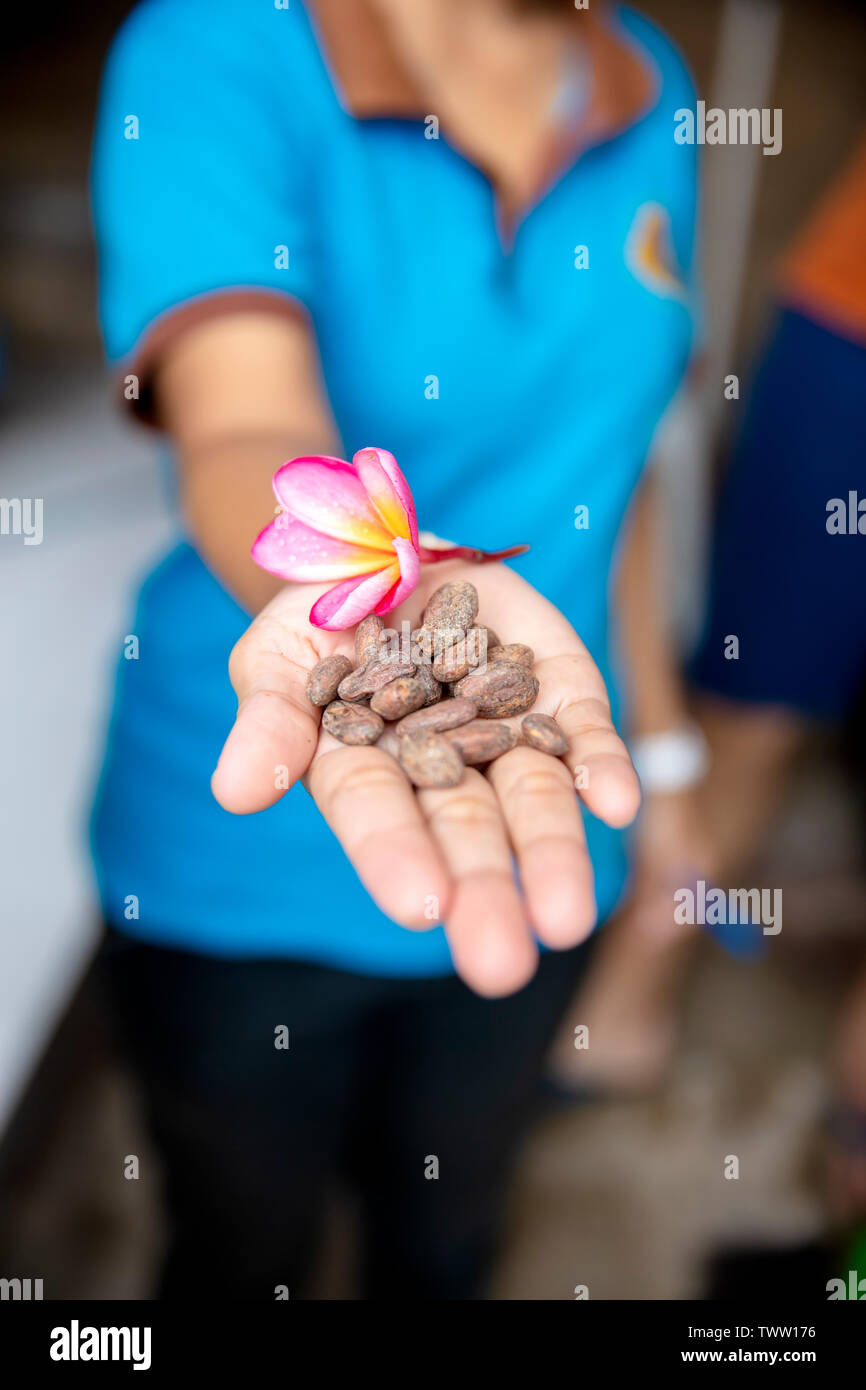 Cocoa bean bali hi-res stock photography and images - Alamy