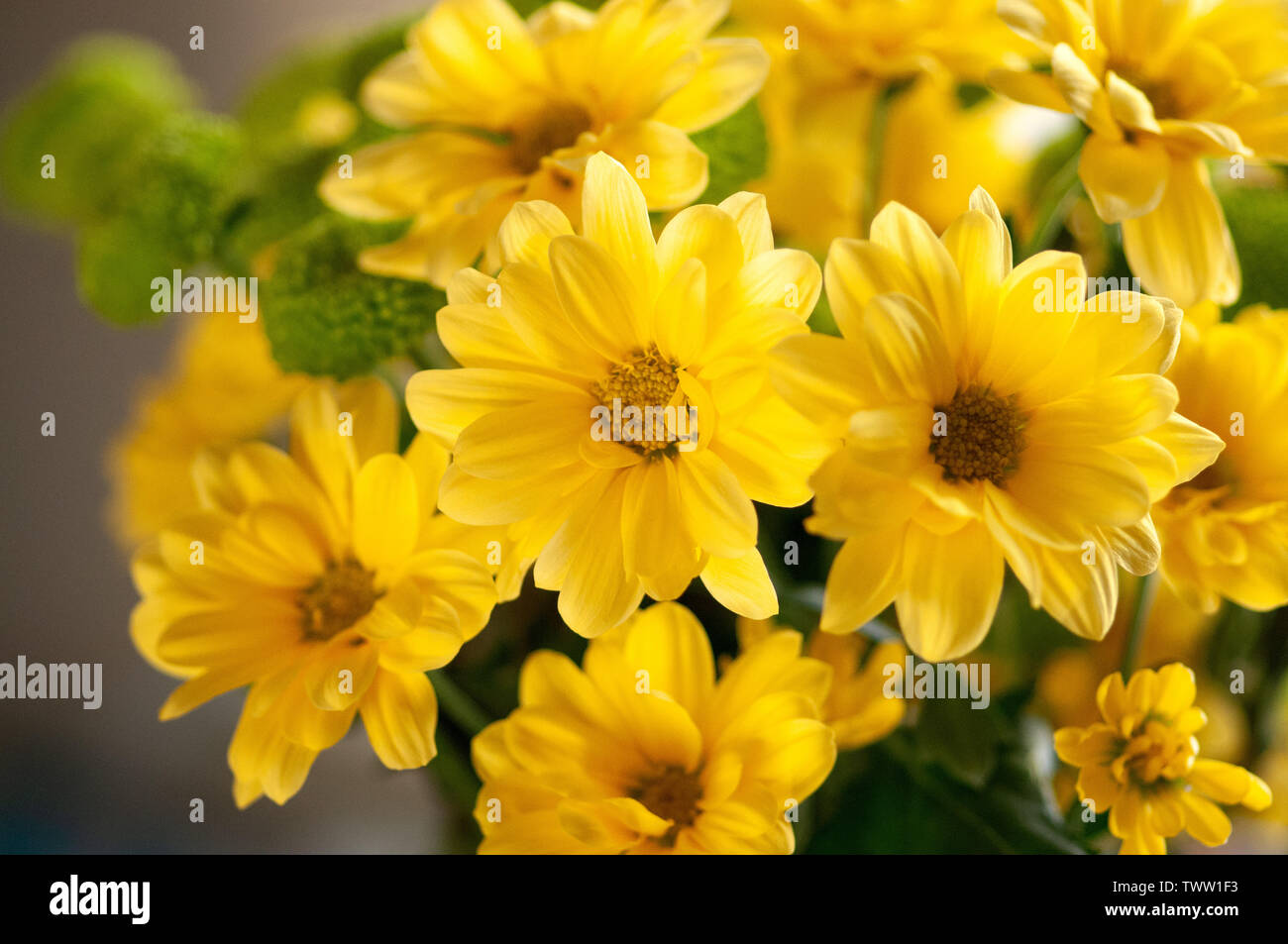 Yellow Mums High Resolution Stock Photography and Images - Alamy