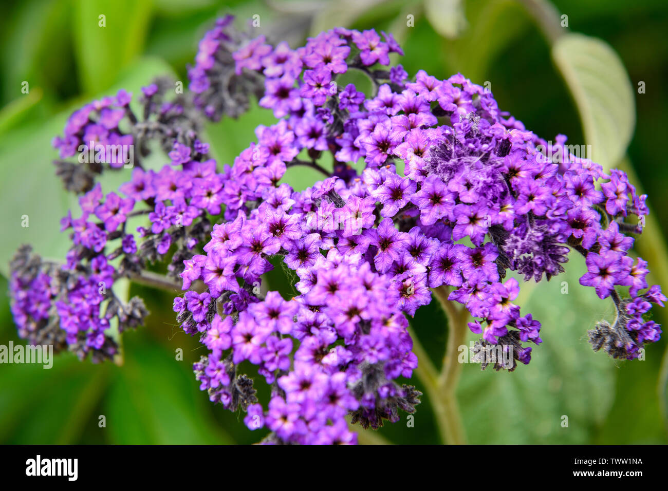 Heliotropium arborescens hi-res stock photography and images - Alamy