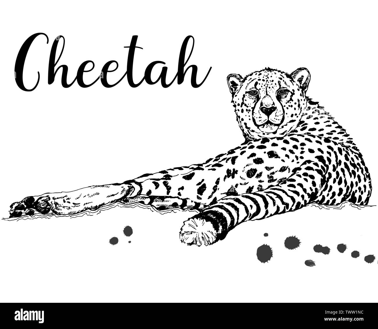 Hand drawn sketch style cheetah isolated on white background. Vector ...