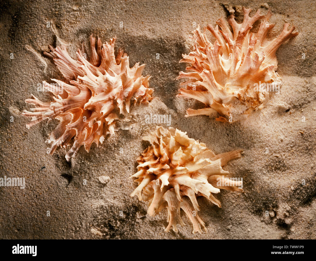 Jewelbox shells, Chama lazarus, Mauritius Stock Photo - Alamy