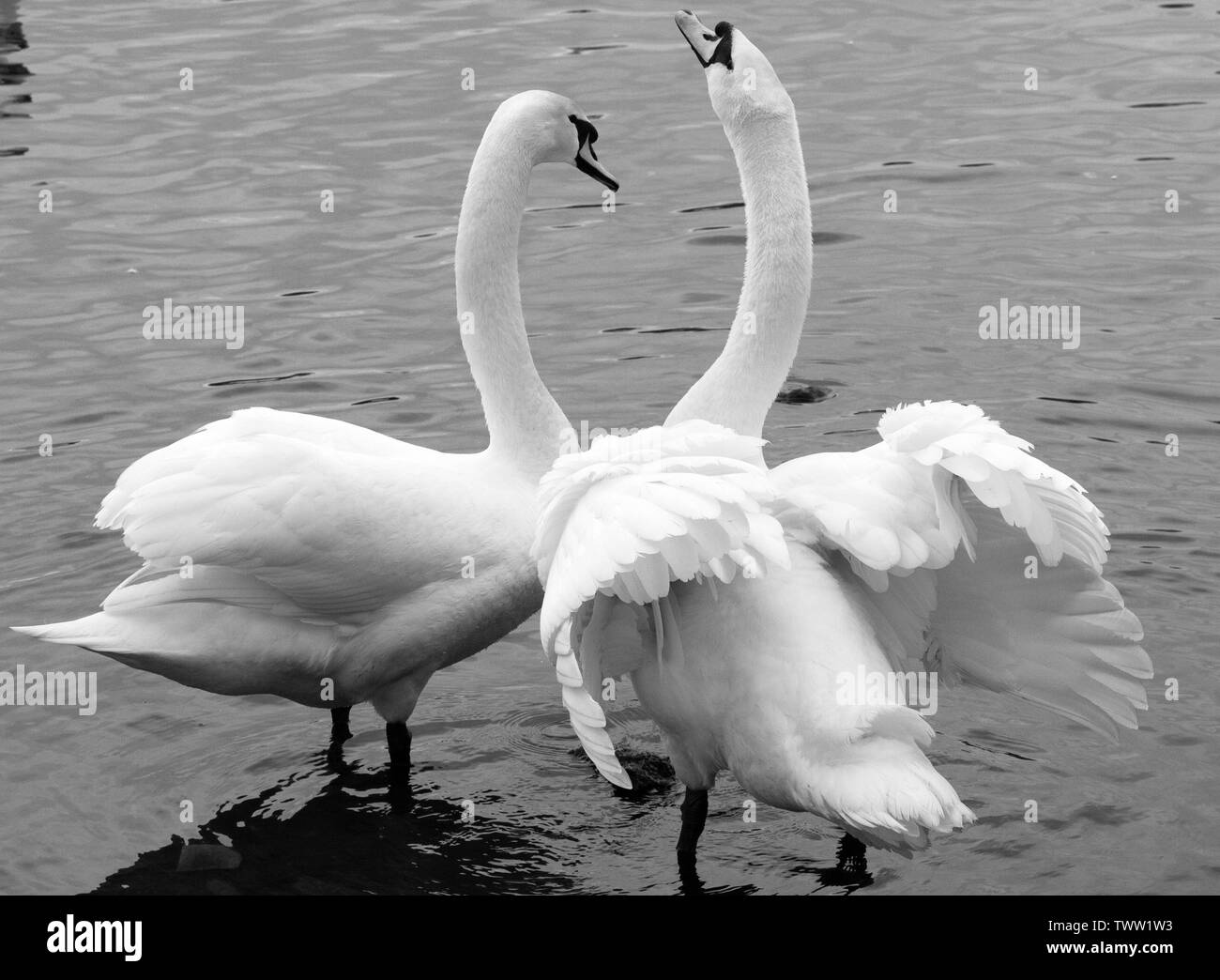 Hogganfield Stock Photos & Hogganfield Stock Images - Alamy