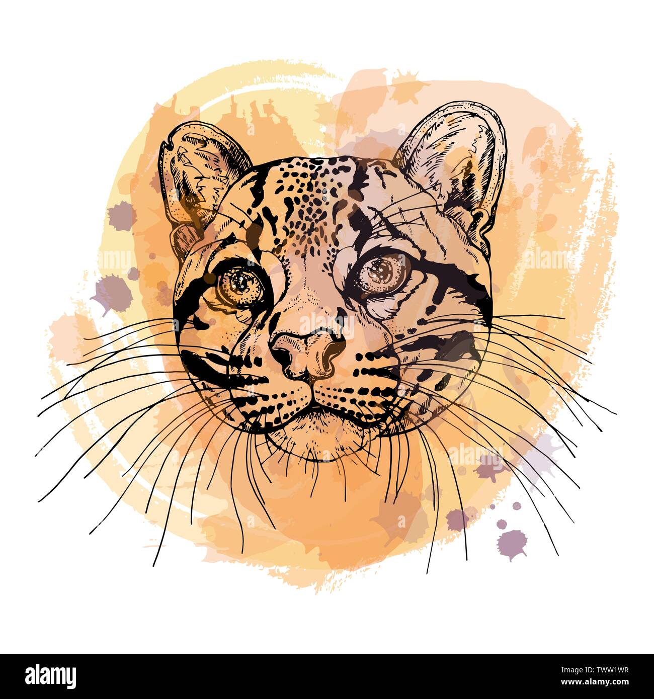 Clouded Leopard Face Drawing