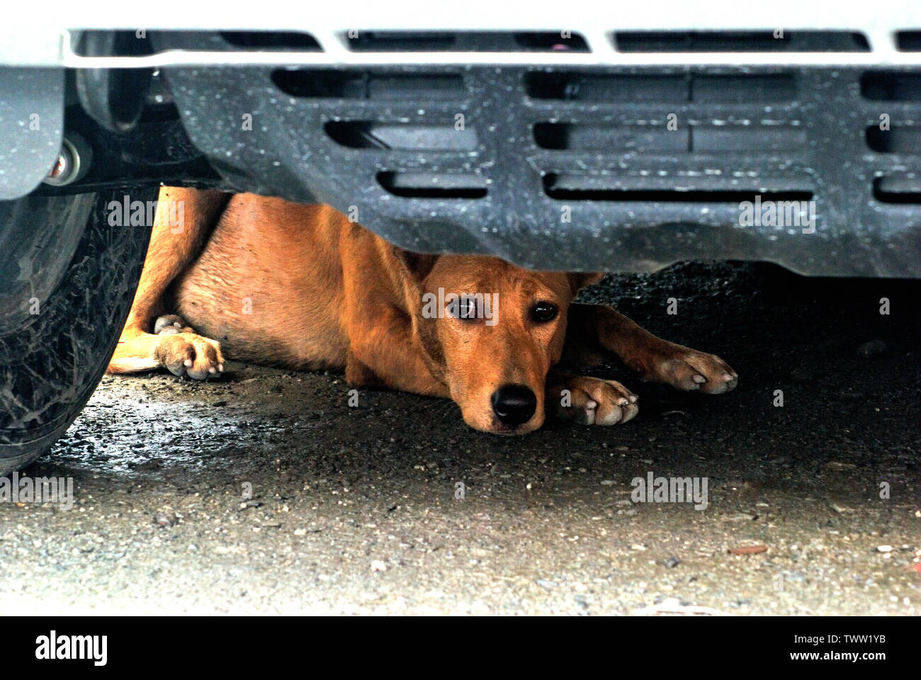 Dog under car hi-res stock photography and images - Alamy