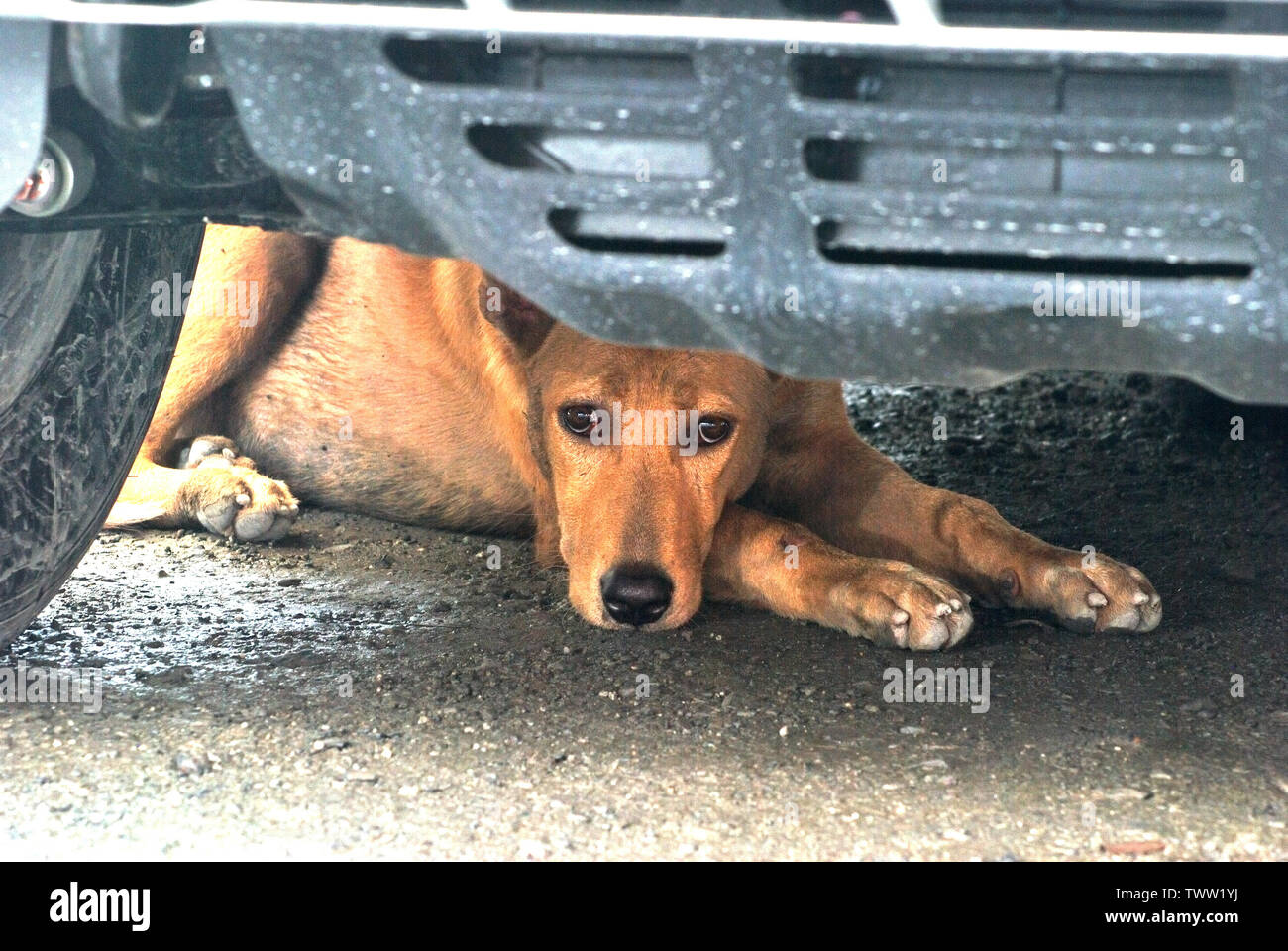 Dog under car hi-res stock photography and images - Alamy