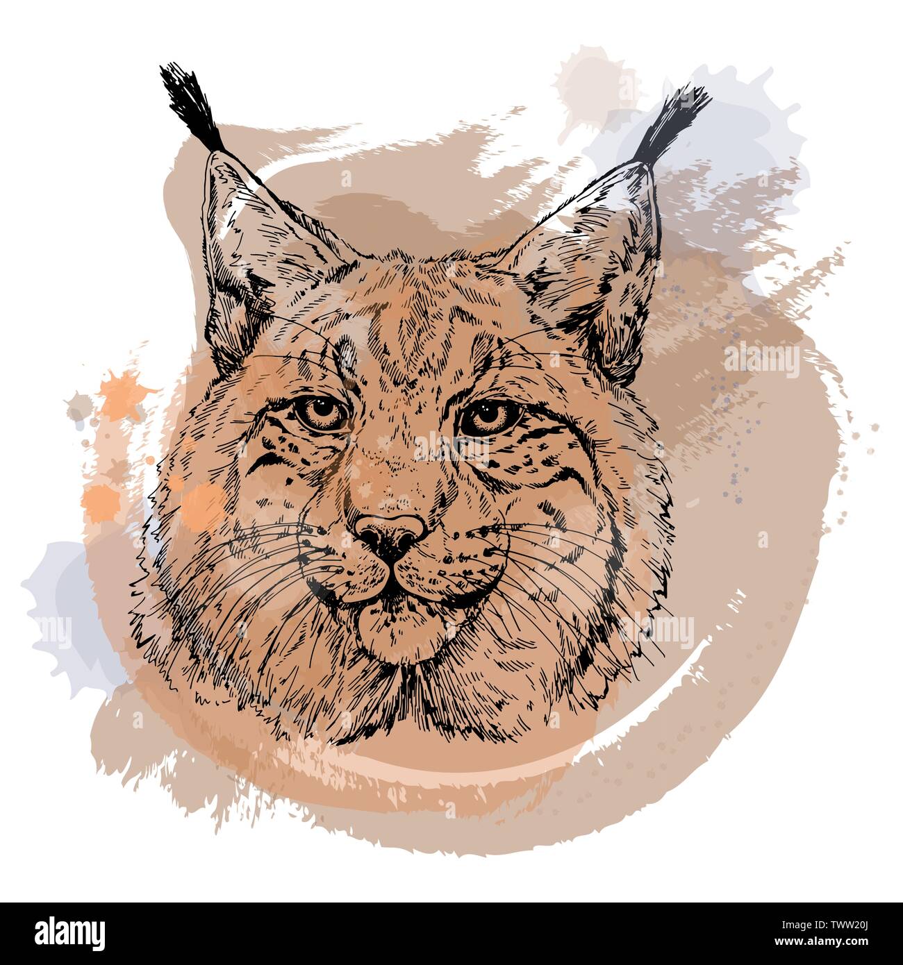 Hand drawn sketch style portrait of lynx isolated on white background ...