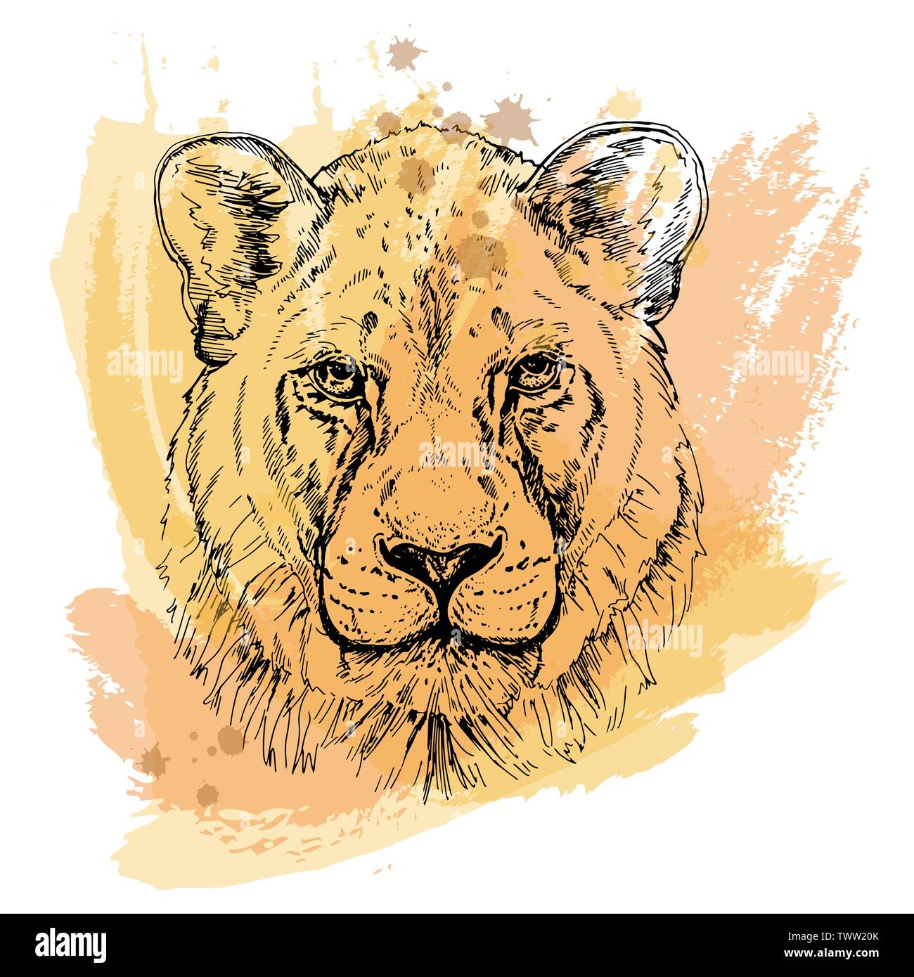 Drawn Lioness Backgrounds