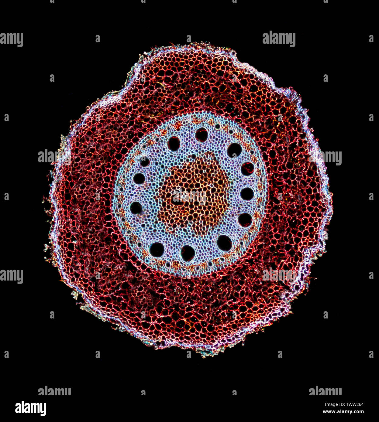 Zea root section hi-res stock photography and images - Alamy