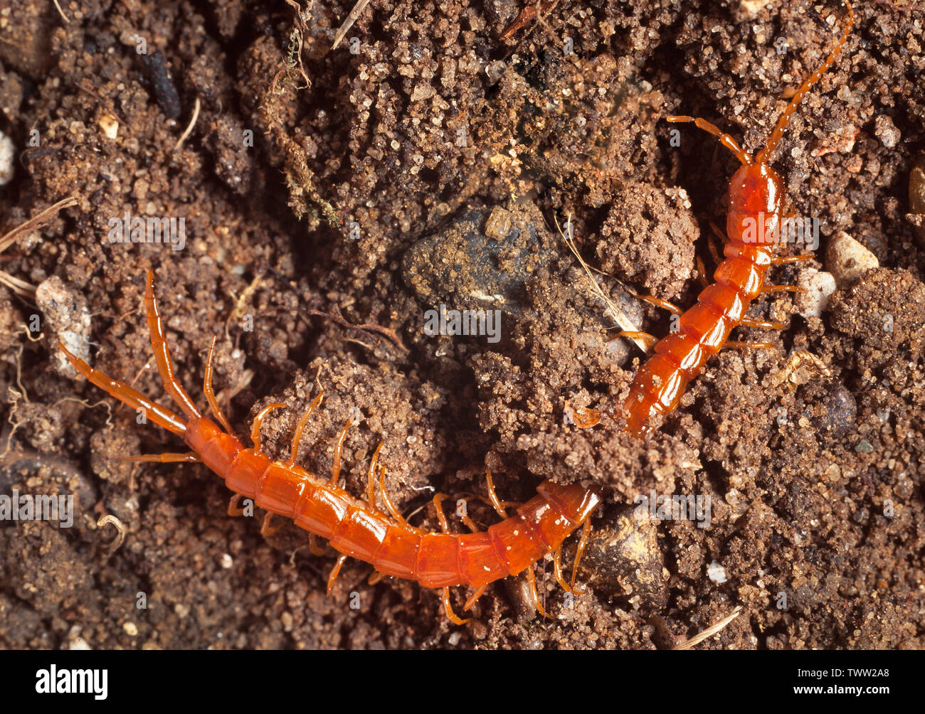 Centipede uk hi-res stock photography and images - Alamy