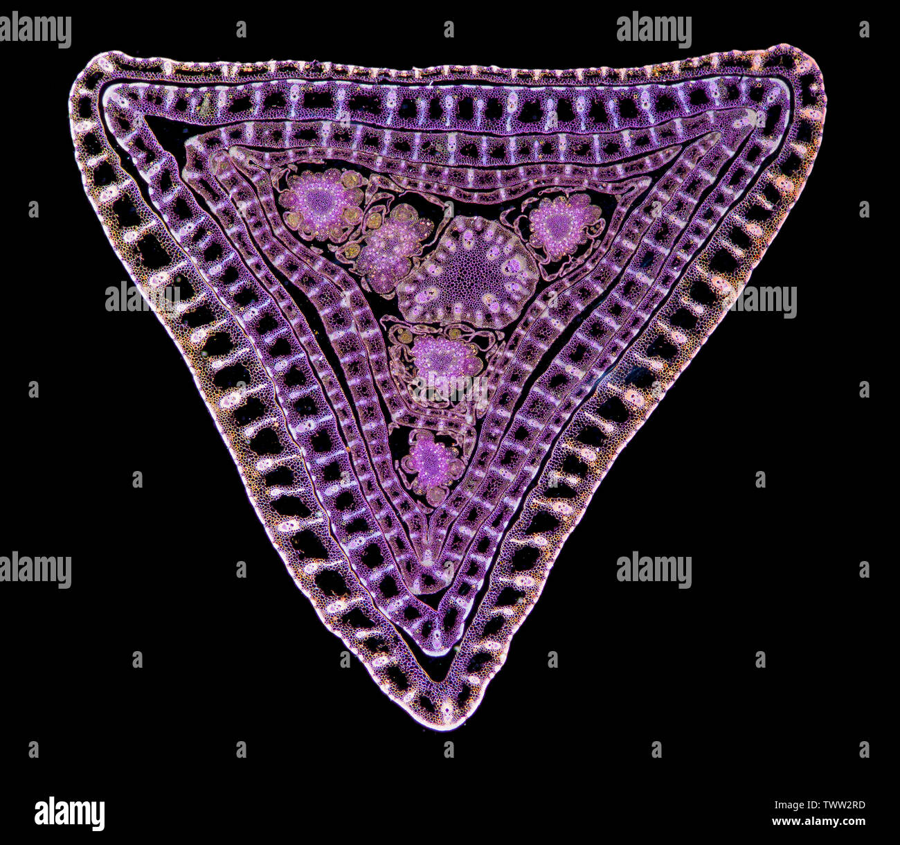 Carex pendula, pendulous sedge, Stem TS. Darkfield photomicrograph ...