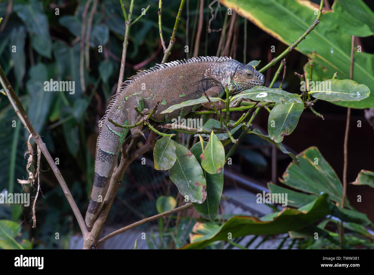 A Green Iguana (Iguana iguana) hangs out on a tree branch in the ...