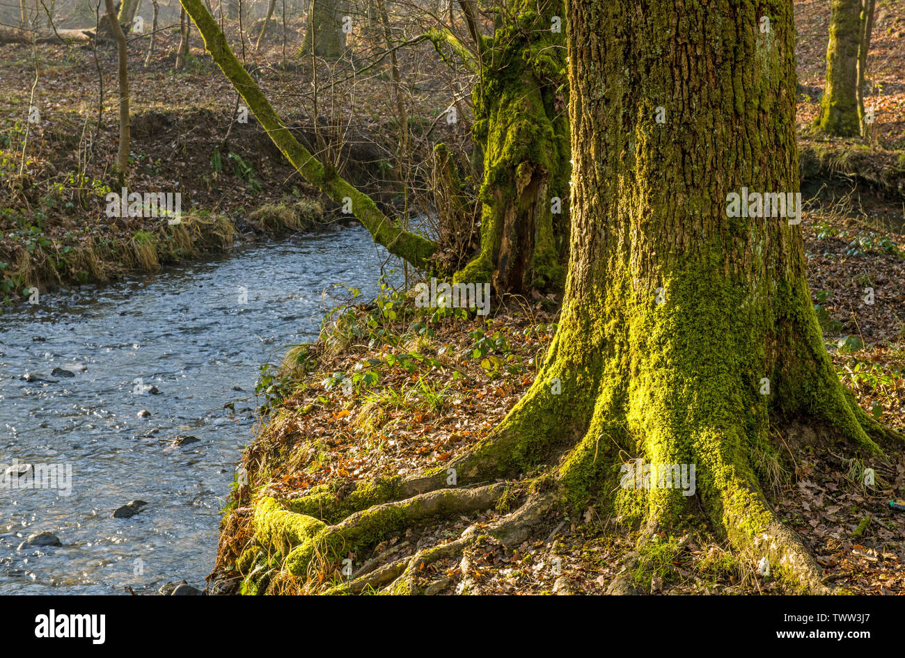 Base of an oak tree in the Forest of Dean on a morning that was just ...