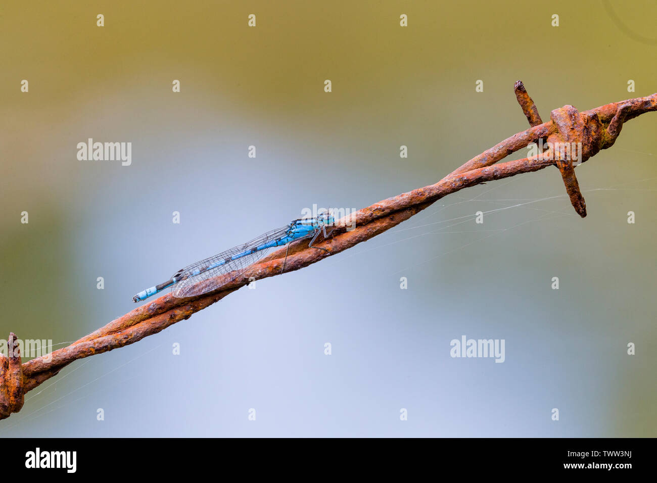 Common blue damsel fly in spring sunshine in mid Wales Stock Photo - Alamy