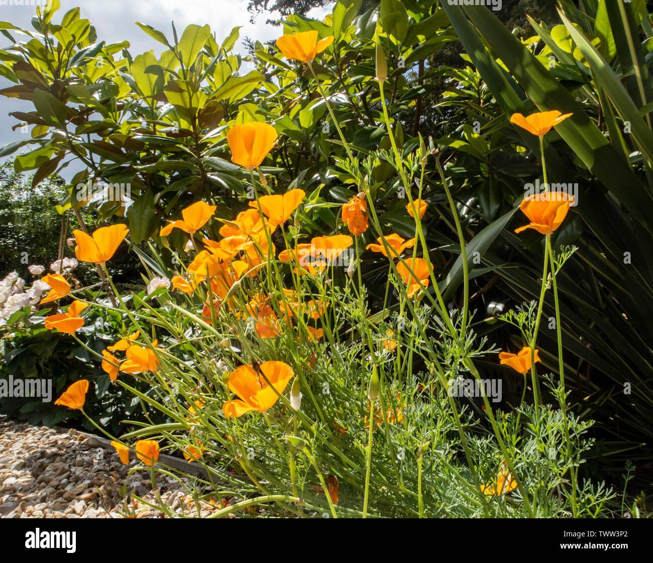 California Poppy "Mission Bells", Eschscholzia californica, with a ...