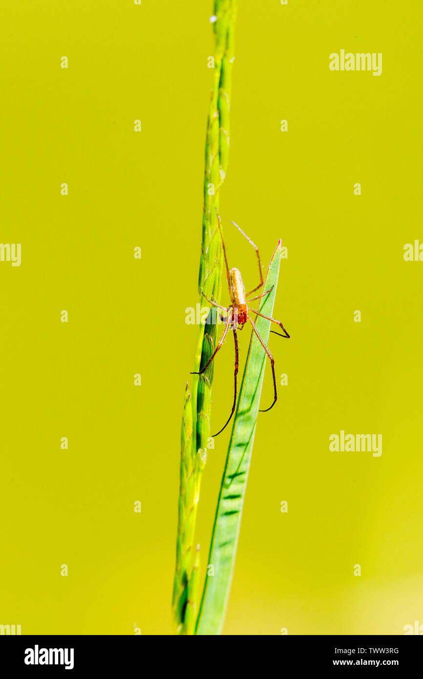 Spiders and insects hi-res stock photography and images - Alamy