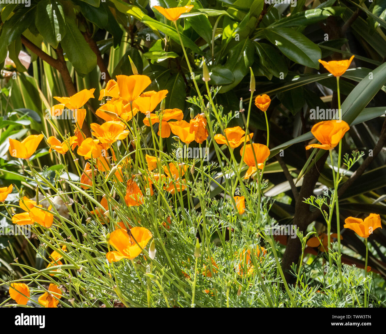 Mission bells eschscholzia hi-res stock photography and images - Alamy