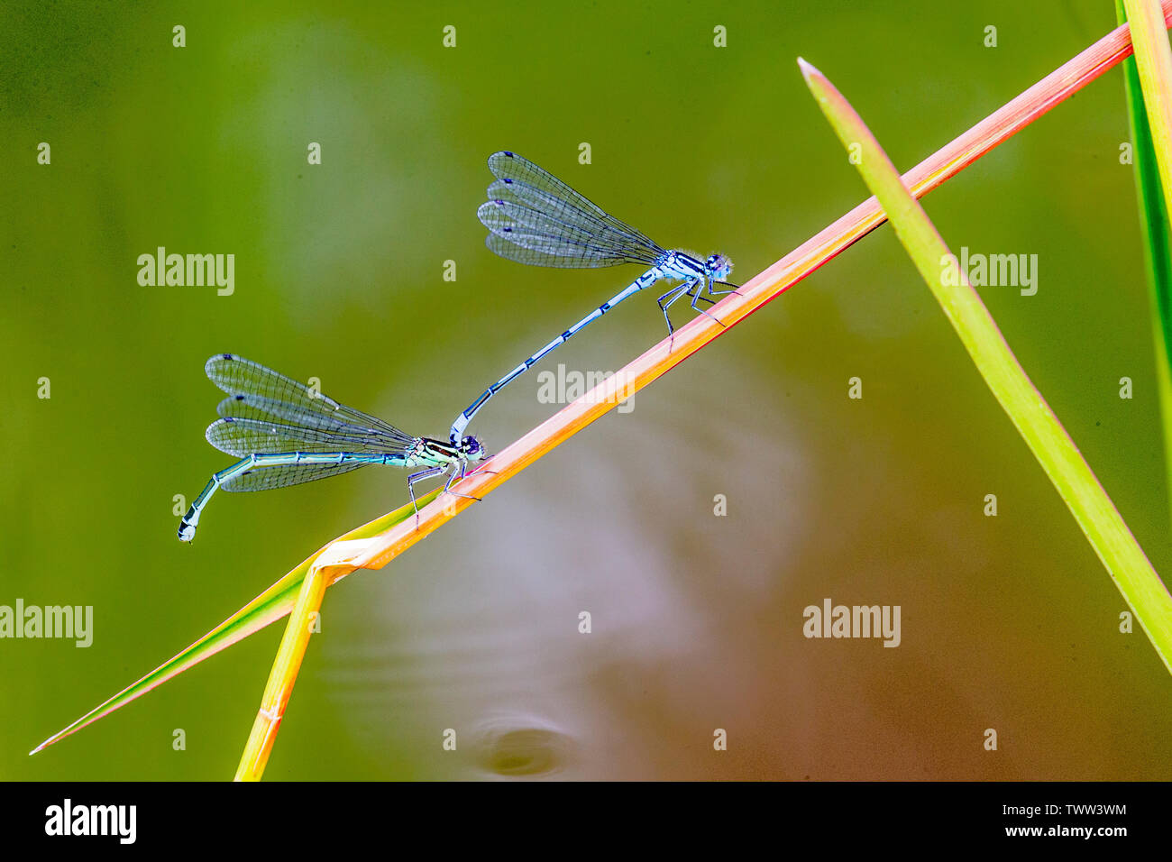 Mating common blue damsel fly in spring sunshine in mid Wales Stock ...