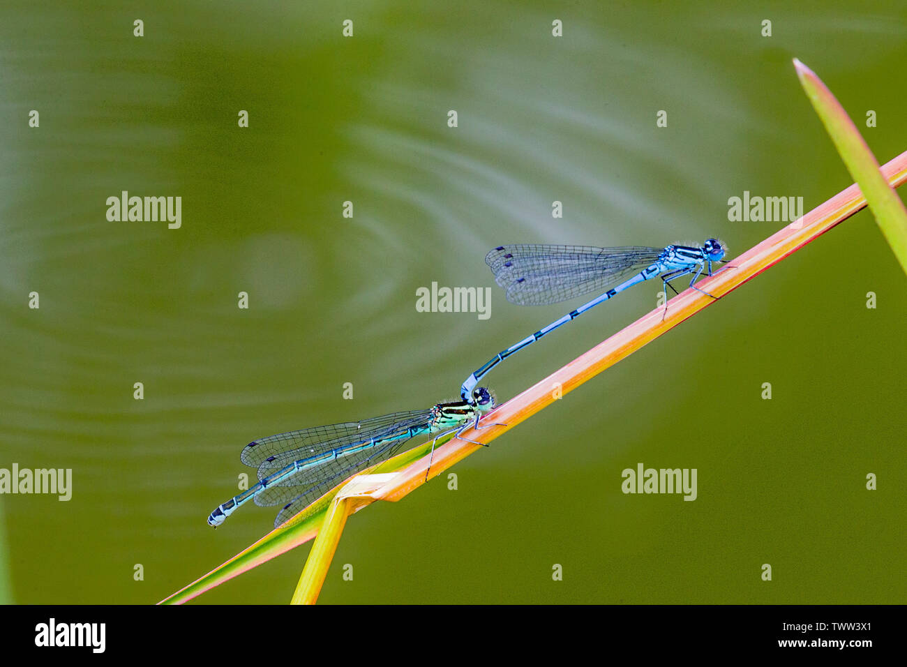 Blue damsel flies hi-res stock photography and images - Alamy