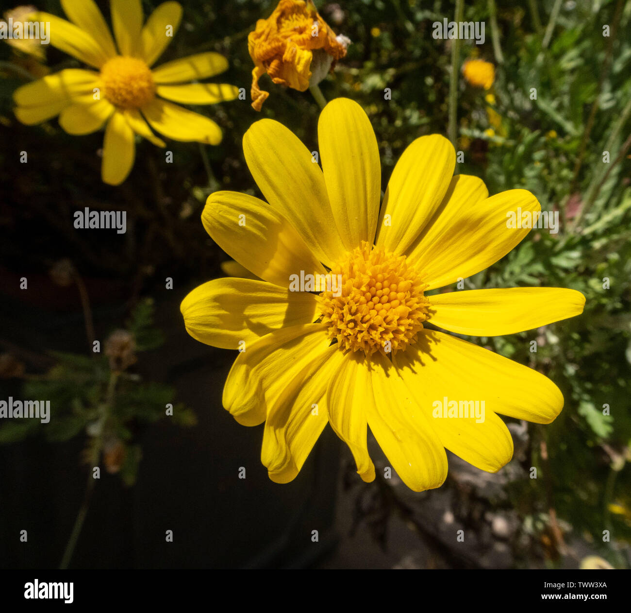 Euryops pectinatus hi-res stock photography and images - Alamy
