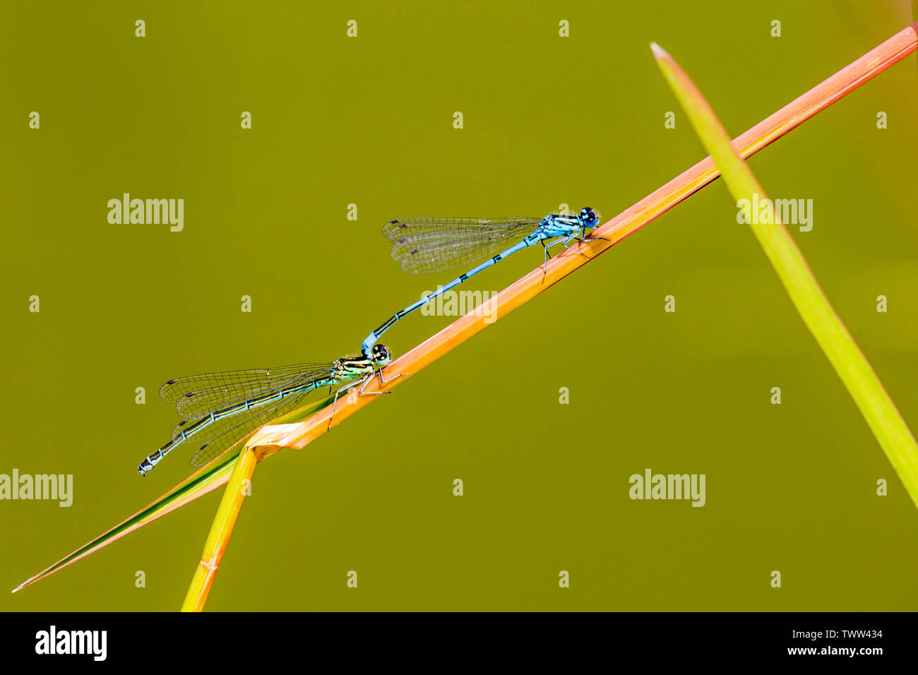 Mating common blue hi-res stock photography and images - Alamy