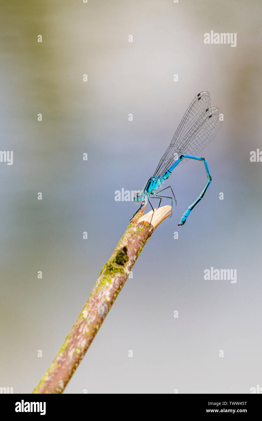 Common blue damsel fly in spring sunshine in mid Wales Stock Photo - Alamy