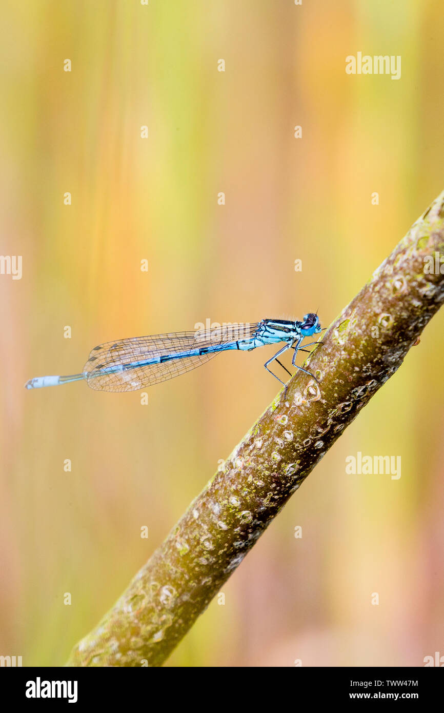 Common hot spring hi-res stock photography and images - Alamy