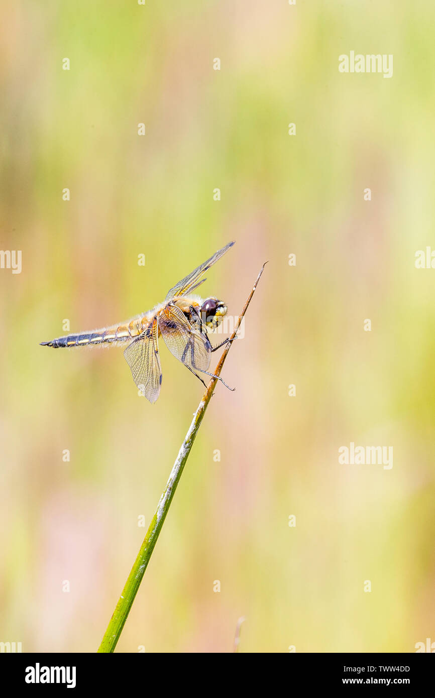 four-spot chaser dragonfly in spring sunshine in mid Wales Stock Photo ...