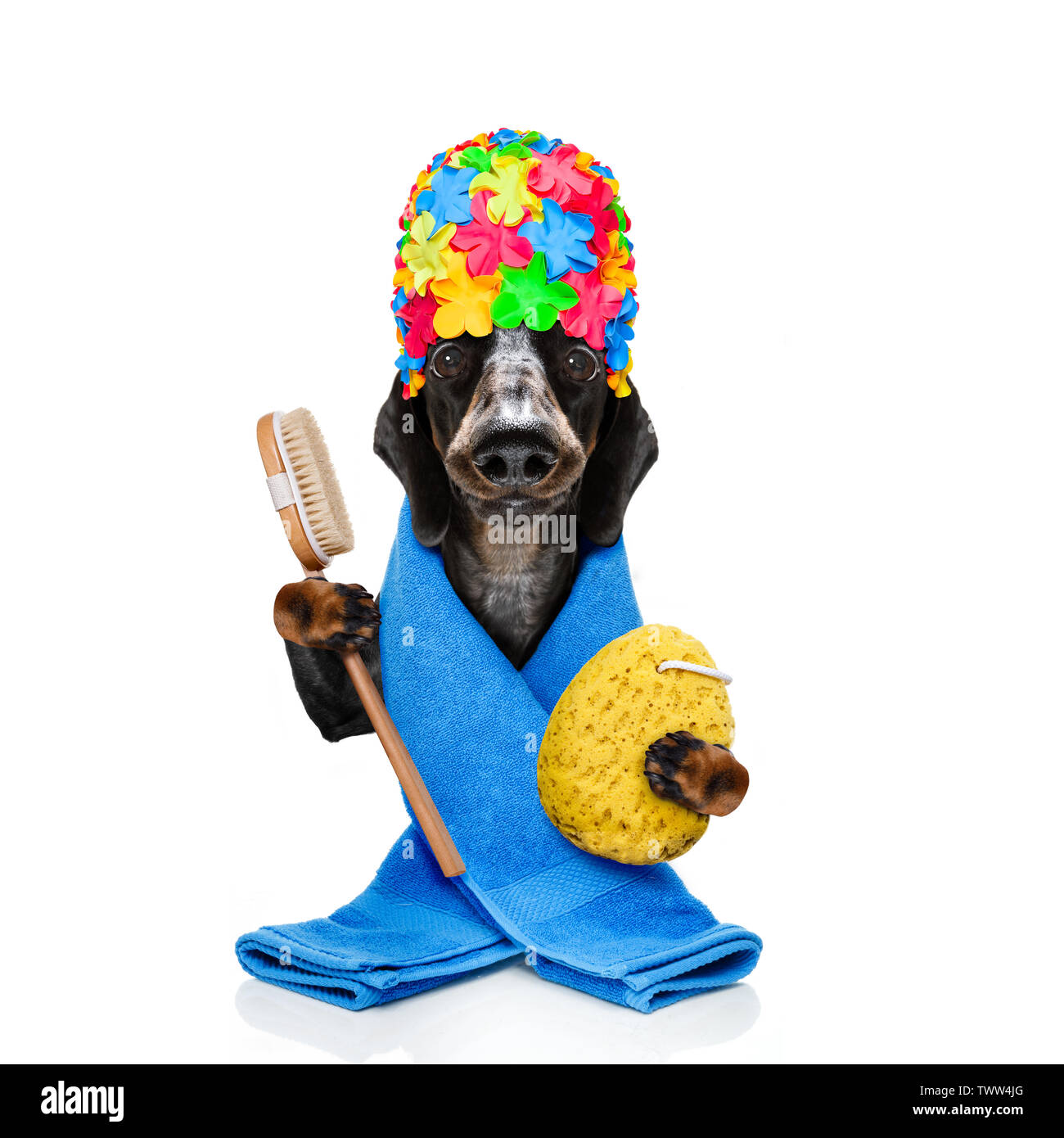 sausage dachshund dog in a bathtub under shower not so amused about ...