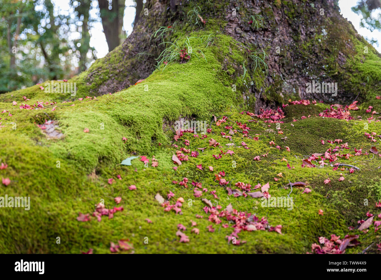 Falling maple leaves hi-res stock photography and images - Alamy