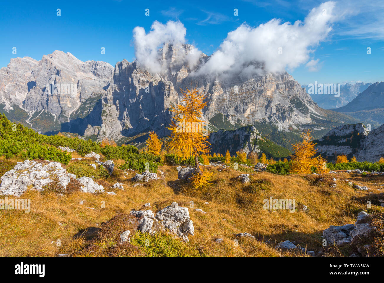 Yellow larch trees in evergreen forest with views of Mount Moiazza ...