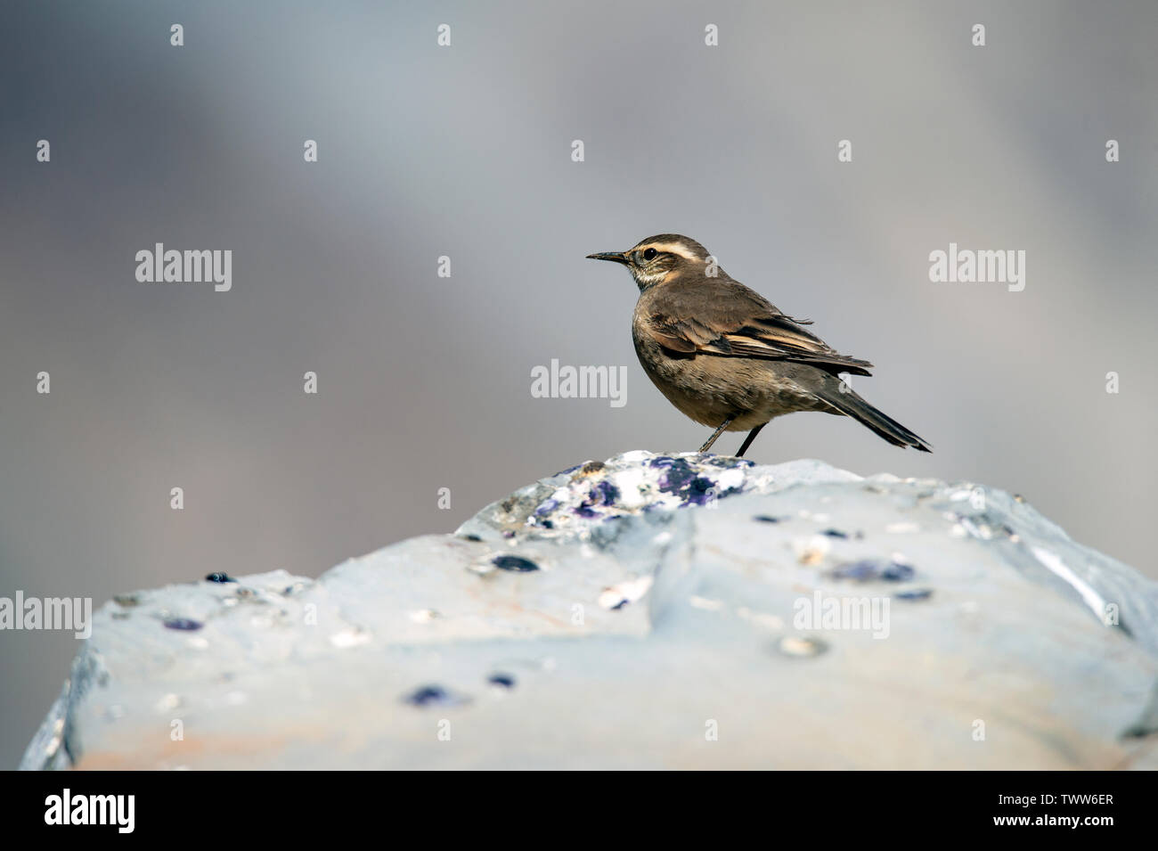 Andean cinclodes hi-res stock photography and images - Alamy
