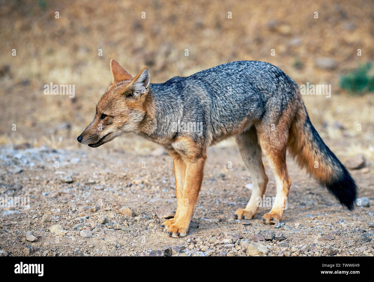 Culpeo (Lycalopex culpaeus), sometimes known as the zorro culpeo or ...