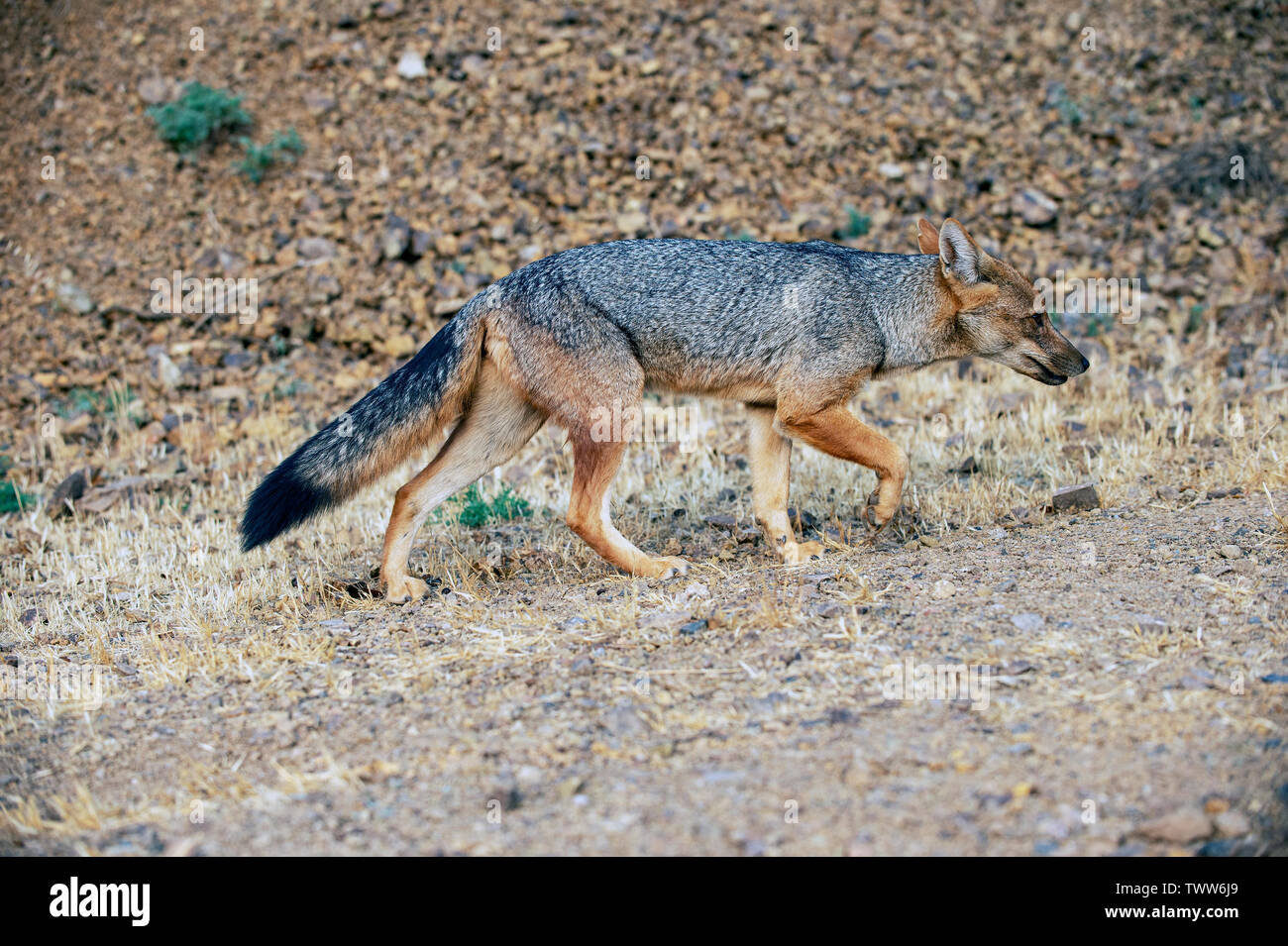 Culpeo (Lycalopex culpaeus), sometimes known as the zorro culpeo or ...