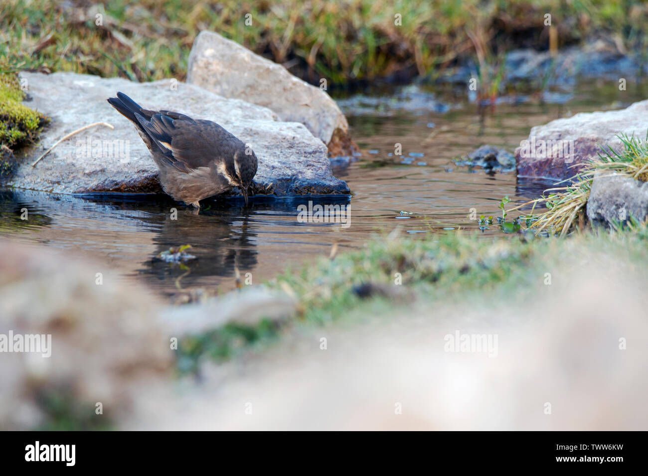 Buff-winged cinclodes (Cinclodes fuscus Stock Photo - Alamy