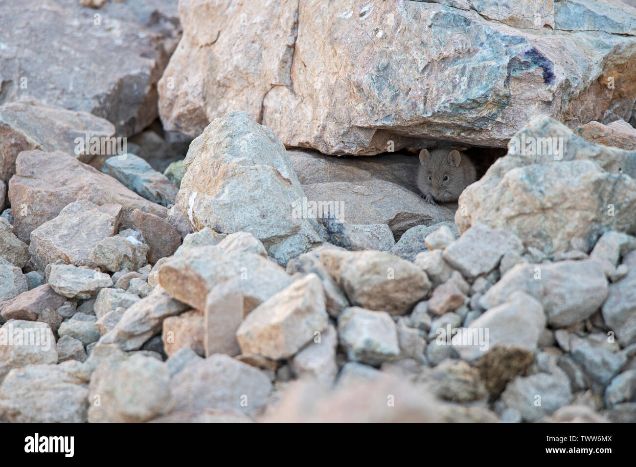 Olive grass mouse or Olive akodont, (Abrothrix olivaceus), El Yeso ...