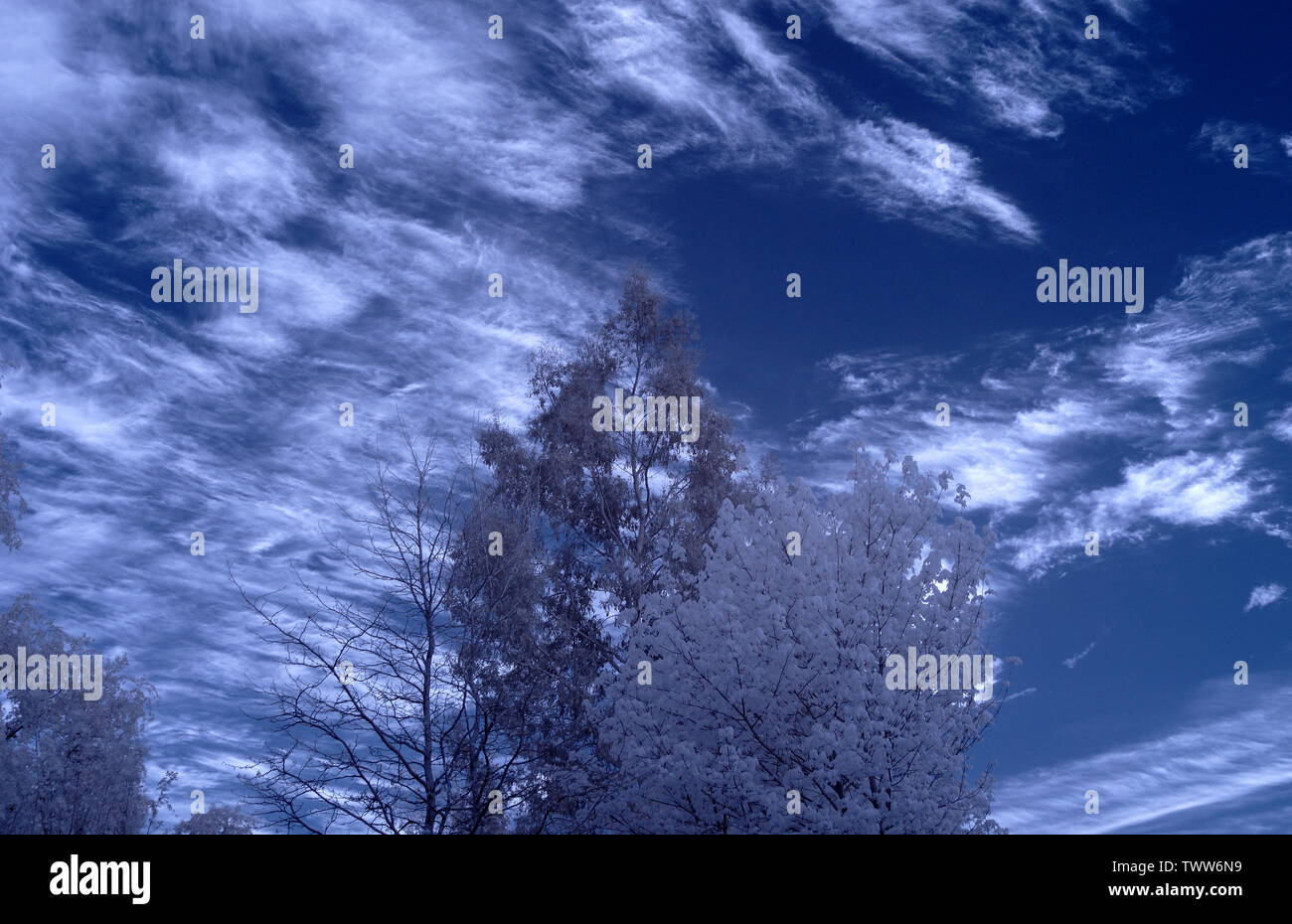 Infrared image of trees and sky Stock Photo - Alamy