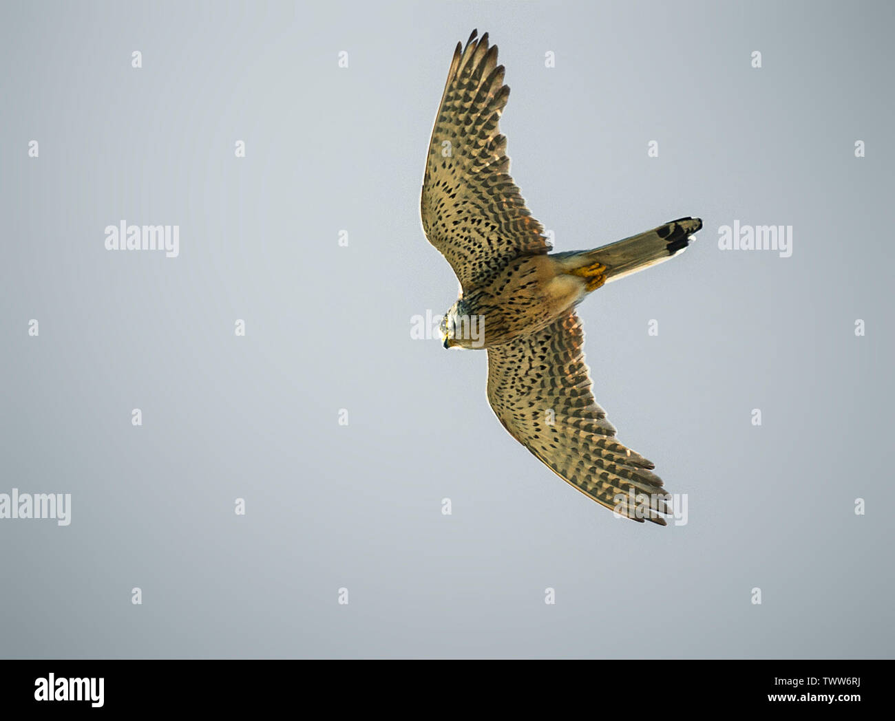 Common kestrel isolated hi-res stock photography and images - Alamy